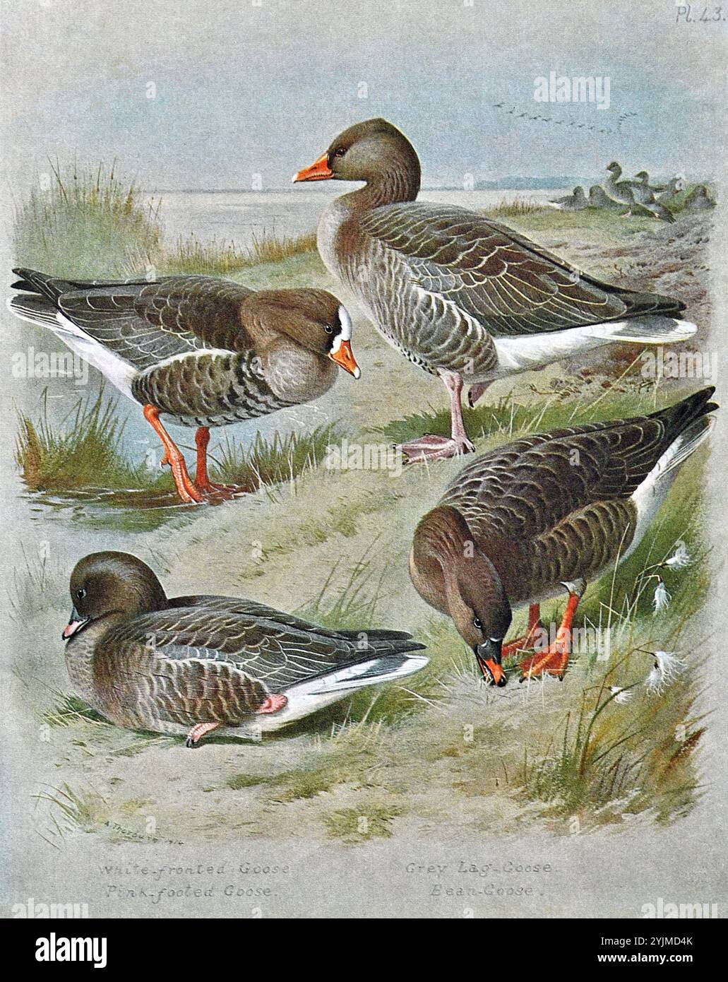 White Fronted Goose(Anser albifrons), Greylag Goose(Anser Anser), Pink ...