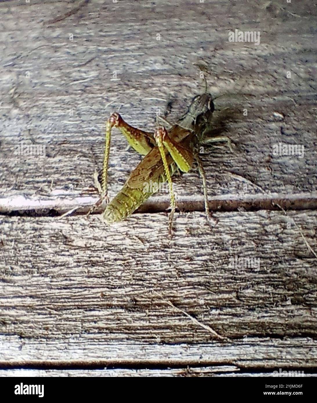 Locomotive Grasshopper (Chorthippus apricarius Stock Photo - Alamy