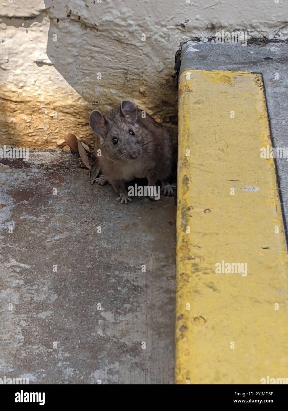 Big-eared Woodrat (Neotoma macrotis Stock Photo - Alamy