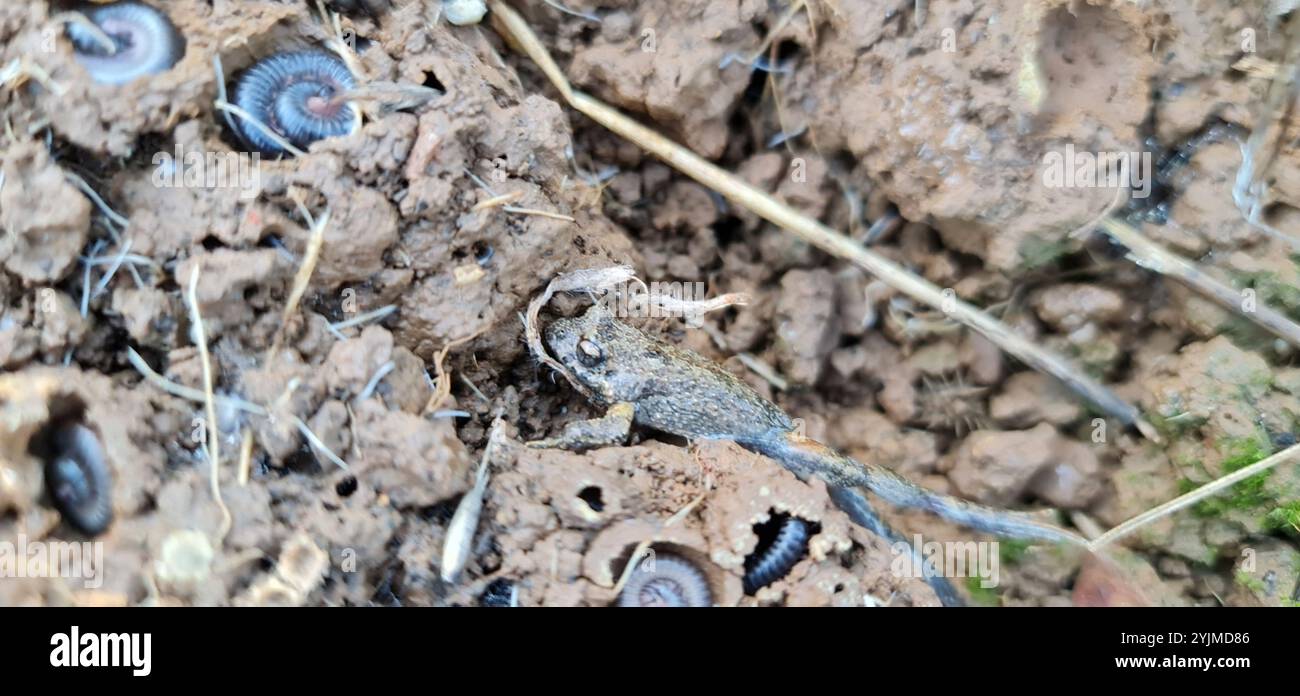Common Eastern Froglet (Crinia signifera Stock Photo - Alamy