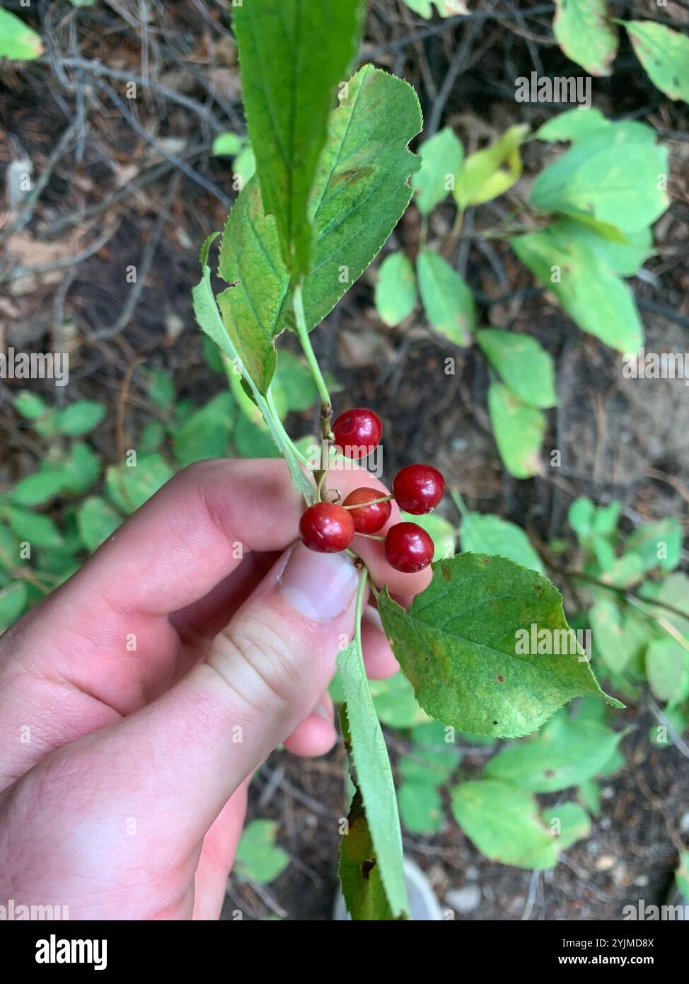 chokecherry (Prunus virginiana Stock Photo - Alamy