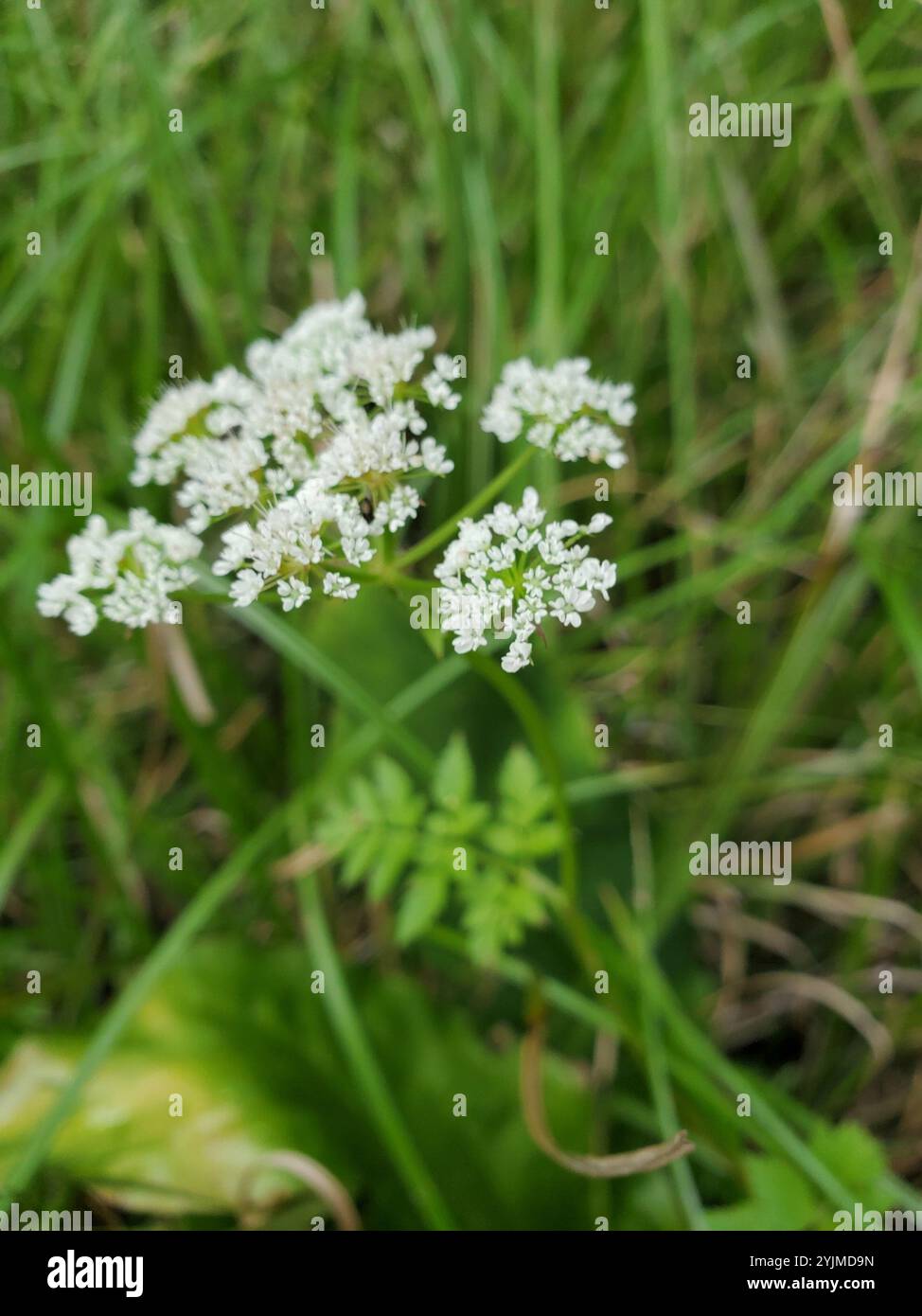 water parsley (Oenanthe sarmentosa Stock Photo - Alamy