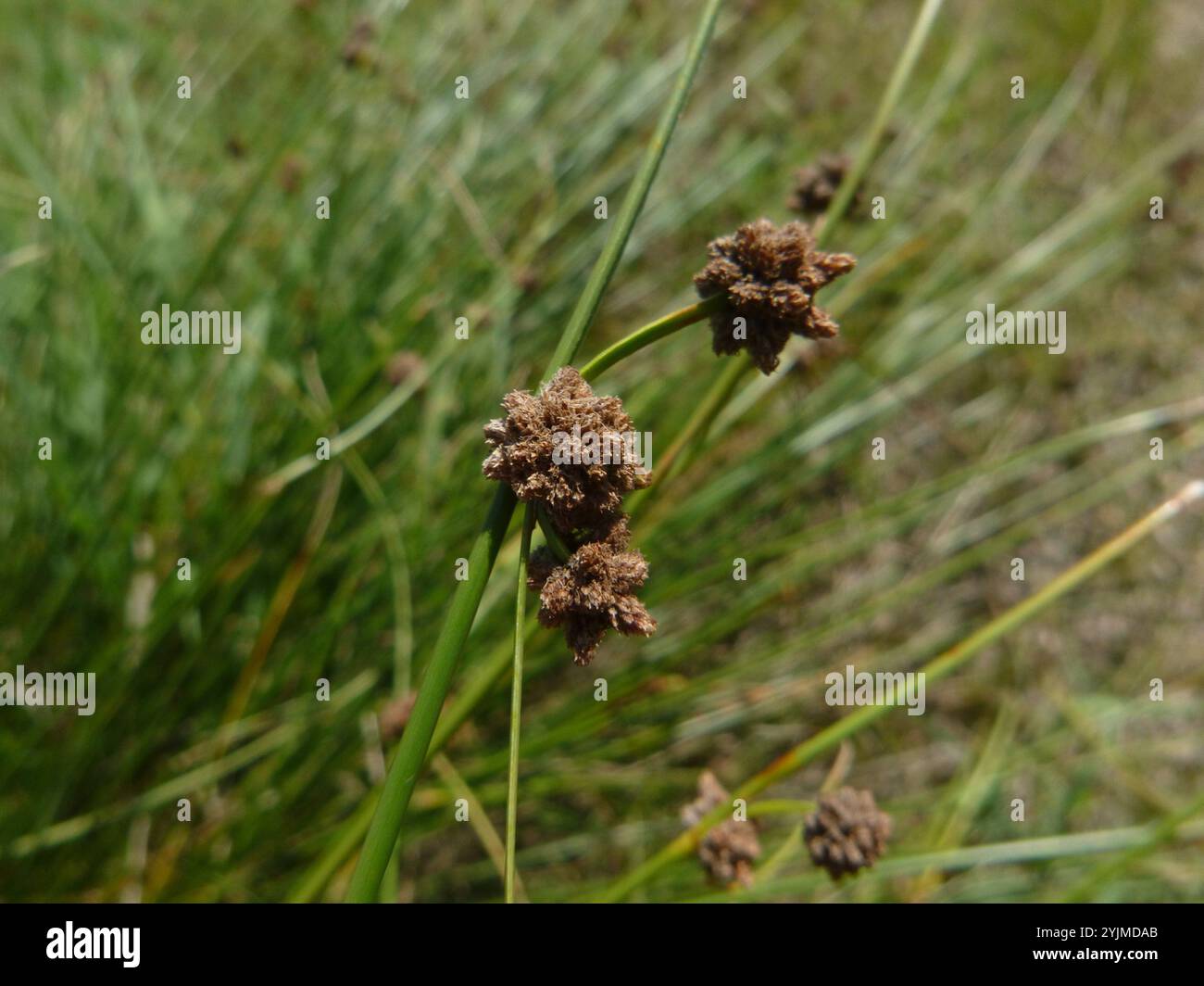 Round-headed Clubrush (Scirpoides holoschoenus Stock Photo - Alamy
