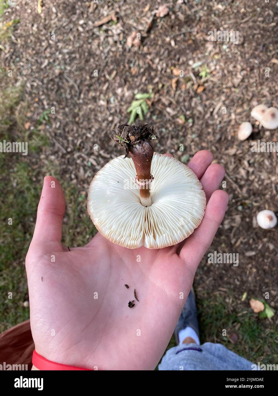 reddening lepiota (Leucoagaricus americanus Stock Photo - Alamy
