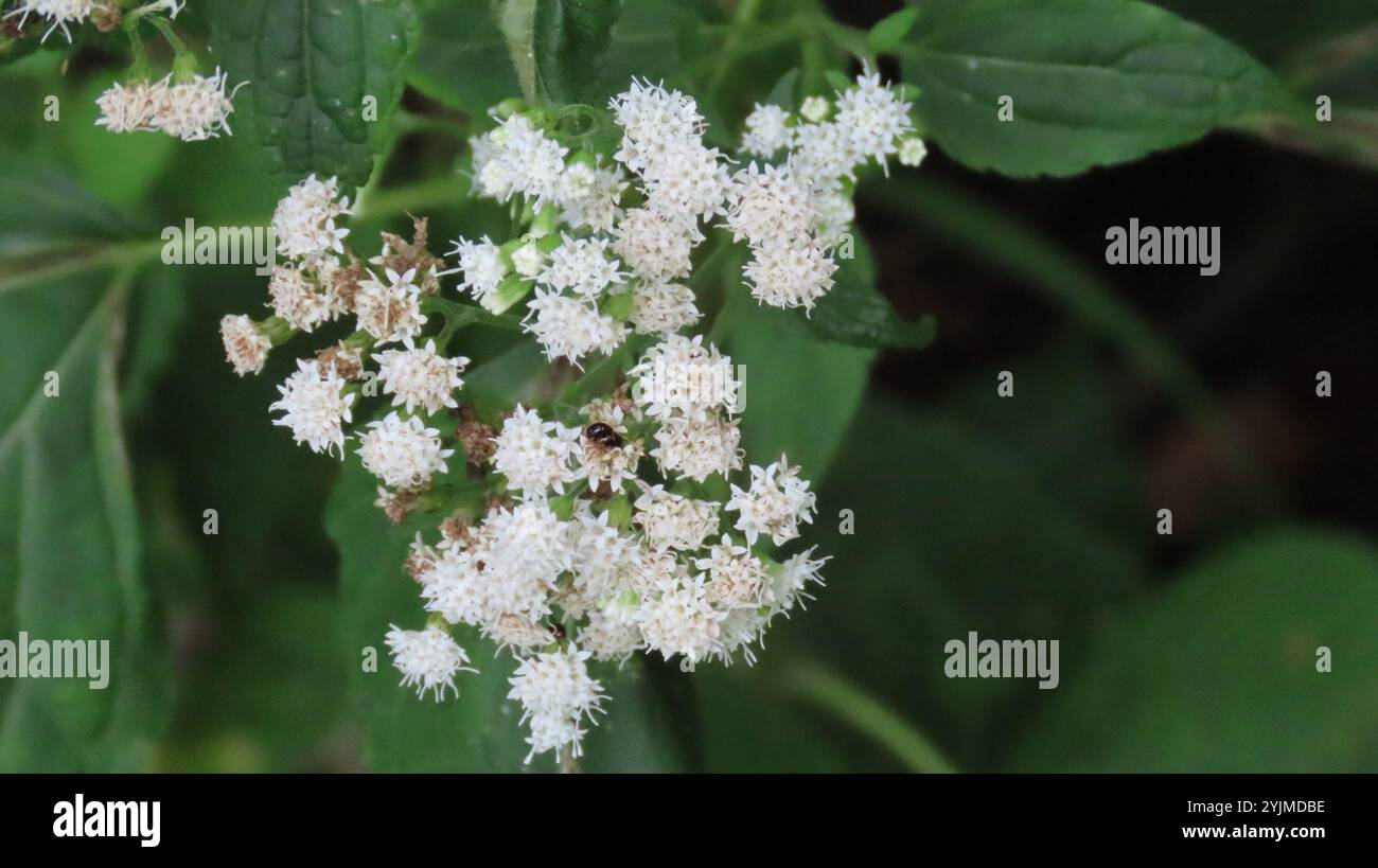 white snakeroot (Ageratina altissima Stock Photo - Alamy