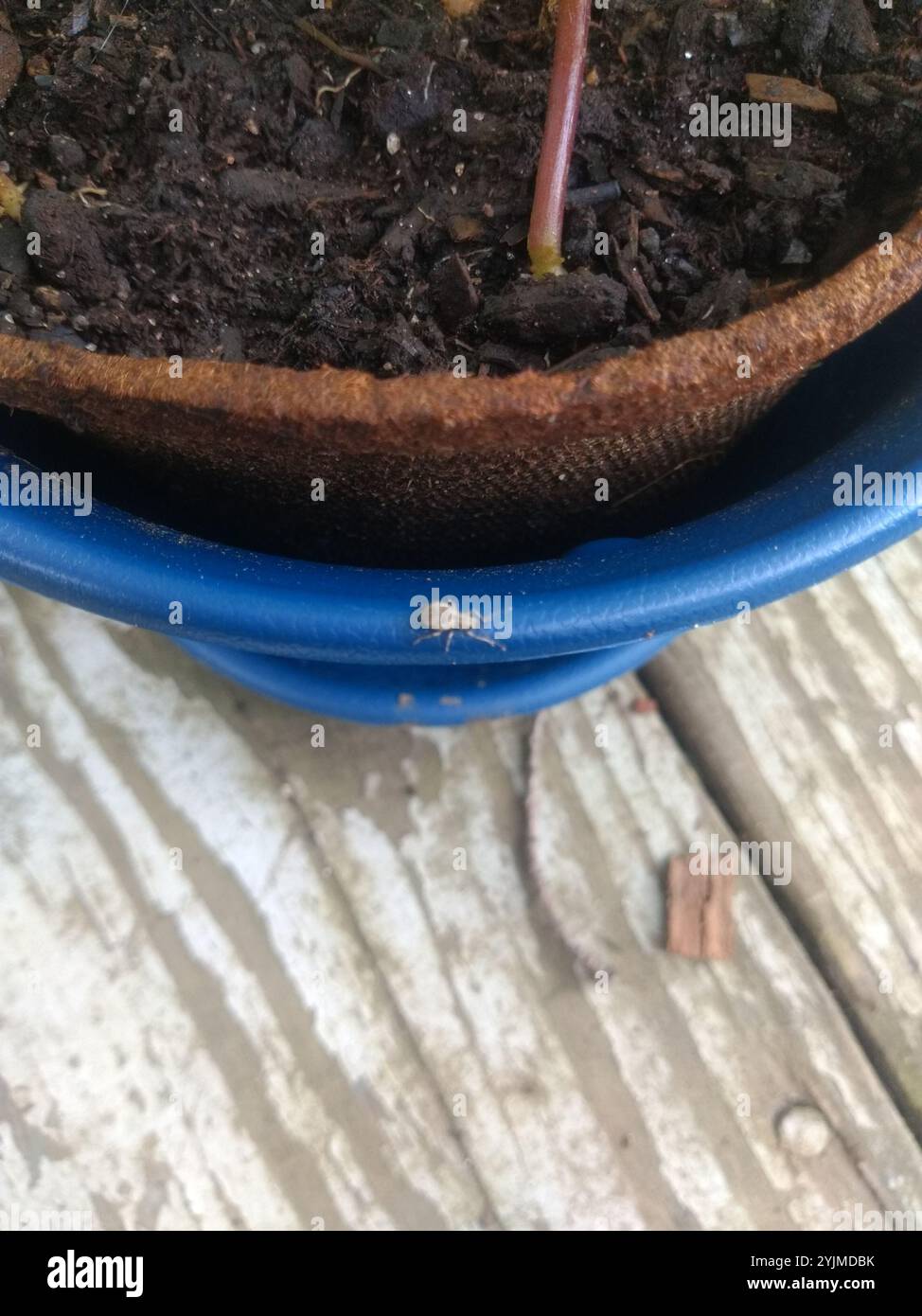 Imported Long-horned Weevil (Calomycterus setarius Stock Photo - Alamy