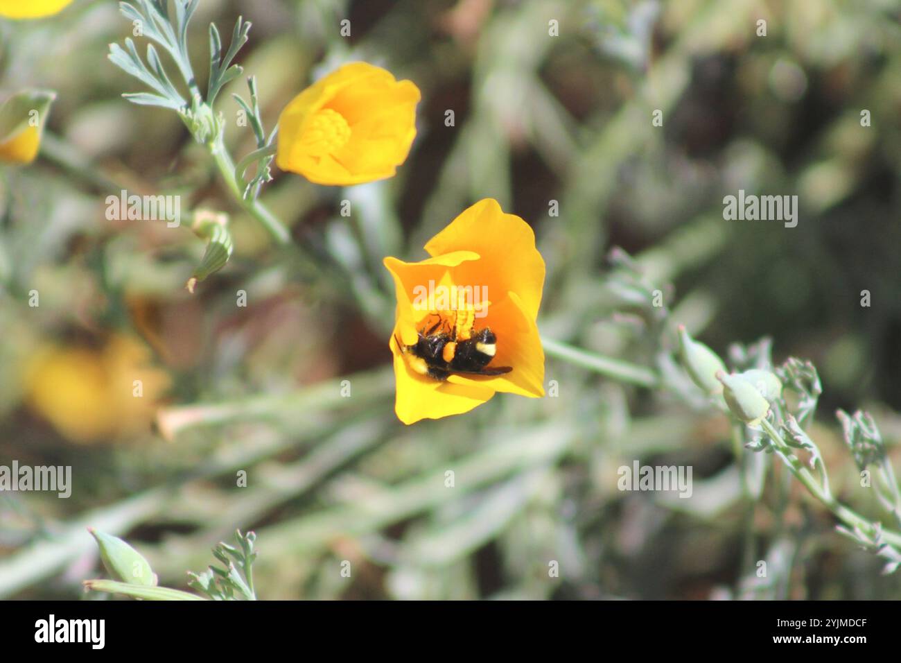 Yellow-faced Bumble Bee (Bombus vosnesenskii Stock Photo - Alamy
