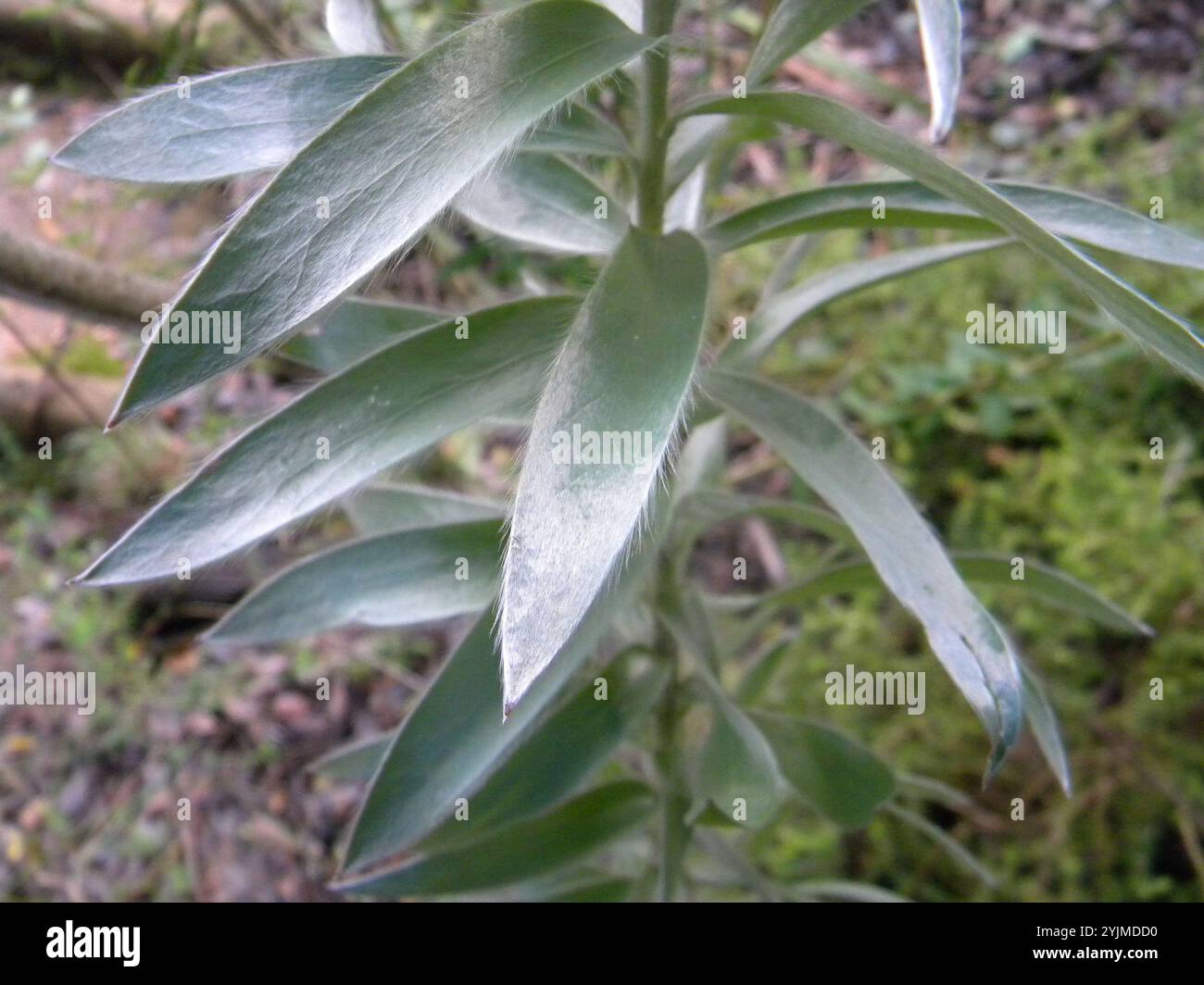 Cape Silver Tree (Leucadendron argenteum Stock Photo - Alamy