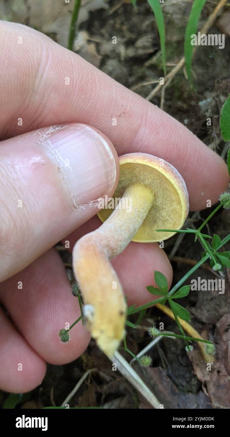 Ruby Bolete (Hortiboletus rubellus Stock Photo - Alamy