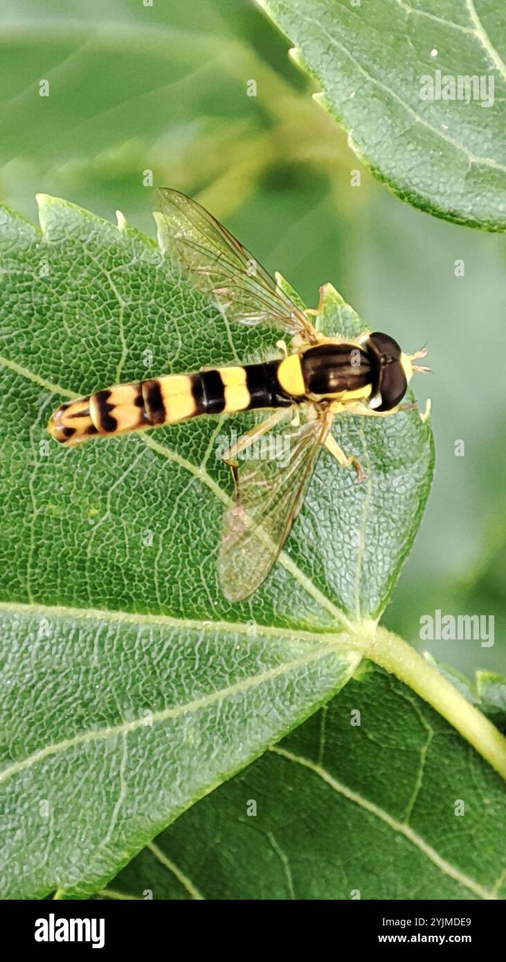 Common Globetail (Sphaerophoria scripta Stock Photo - Alamy
