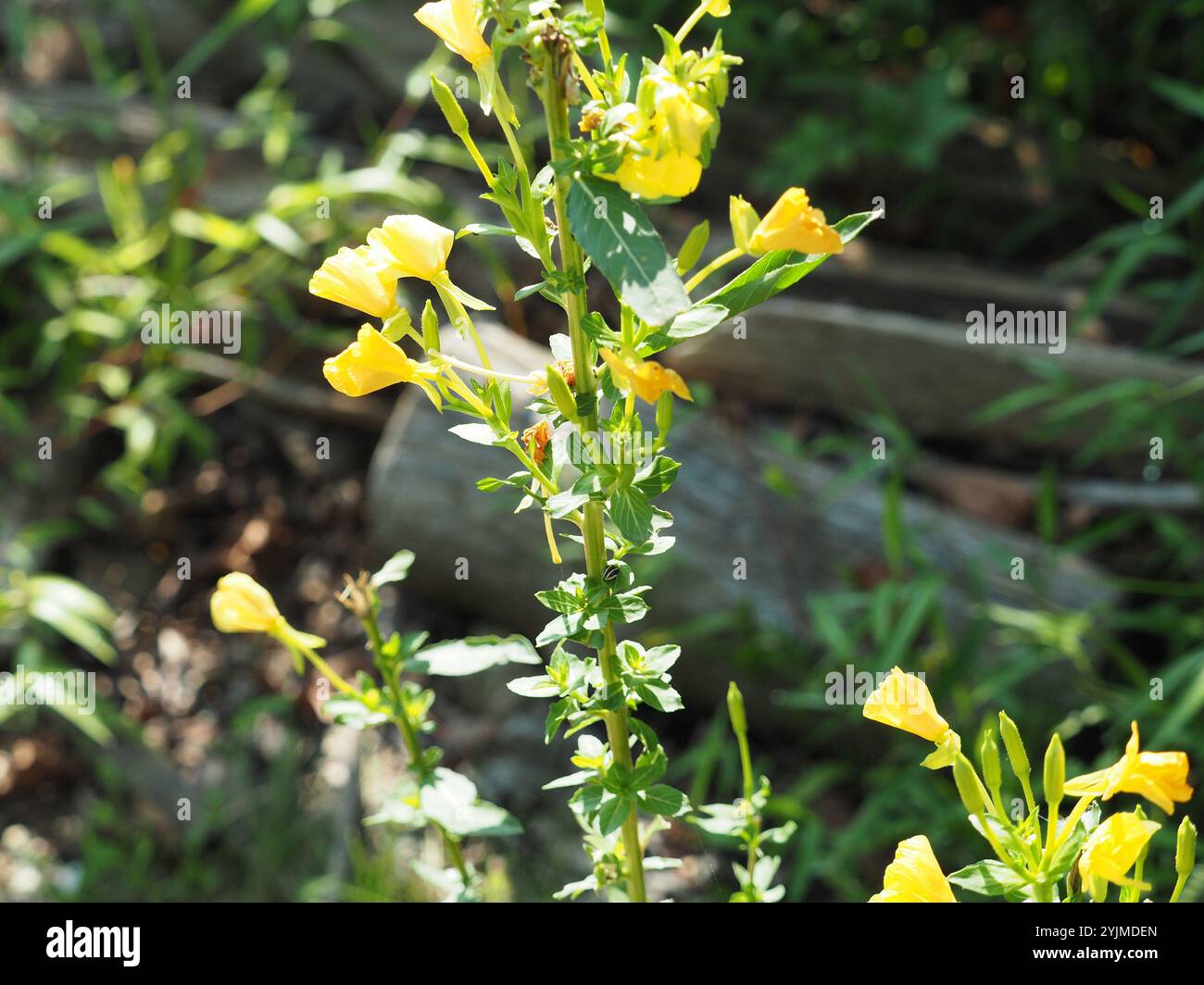 common evening-primrose (Oenothera biennis Stock Photo - Alamy