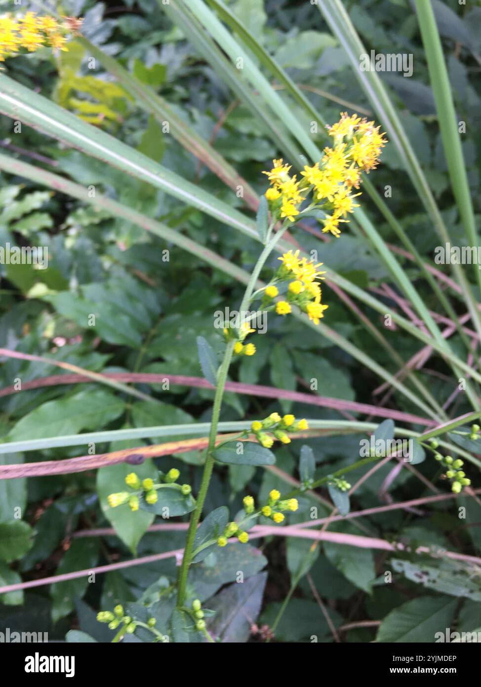 southern rough-leaved goldenrod (Solidago patula strictula Stock Photo ...