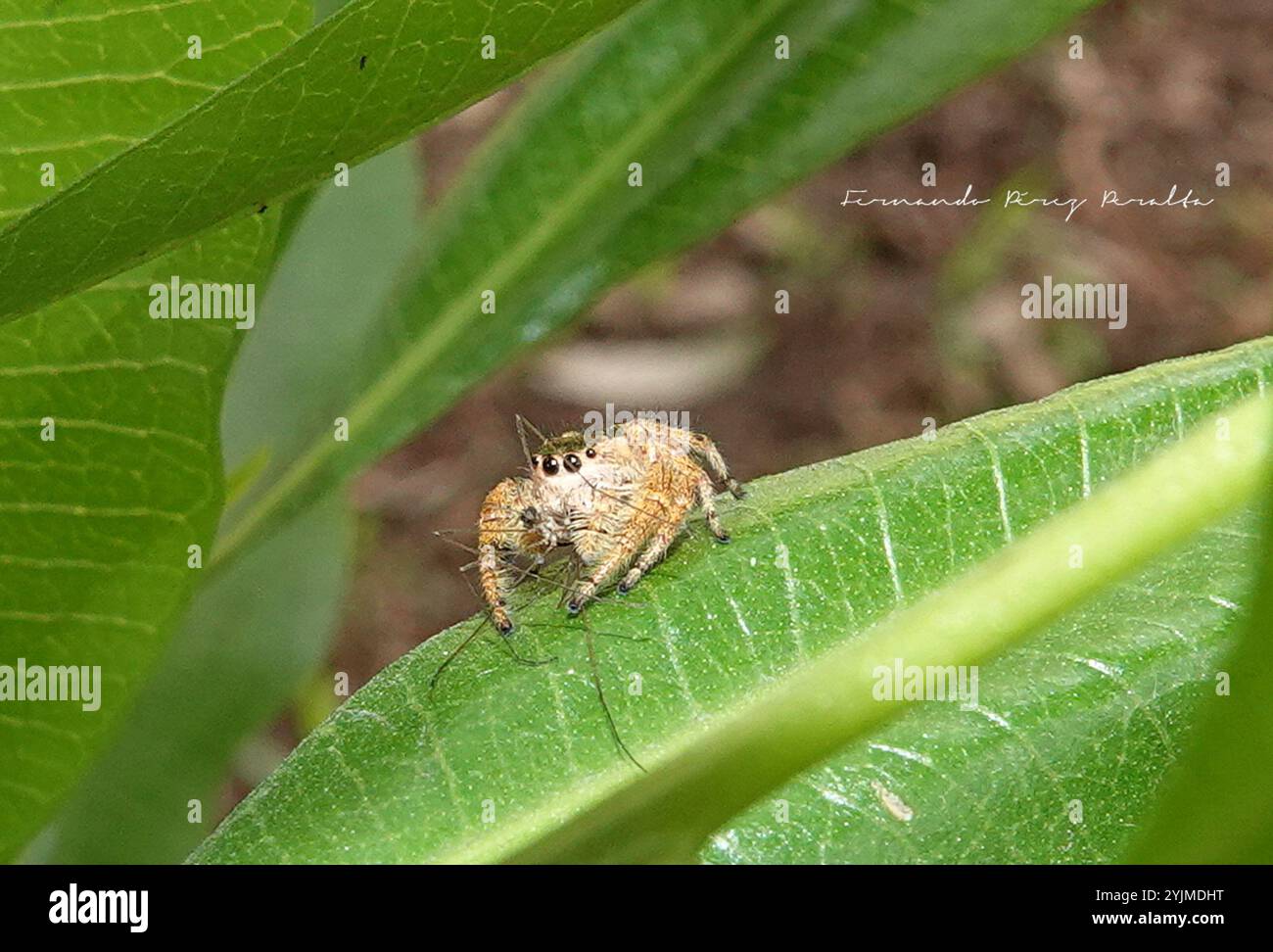 Golden Jumping Spider (Paraphidippus aurantius Stock Photo - Alamy