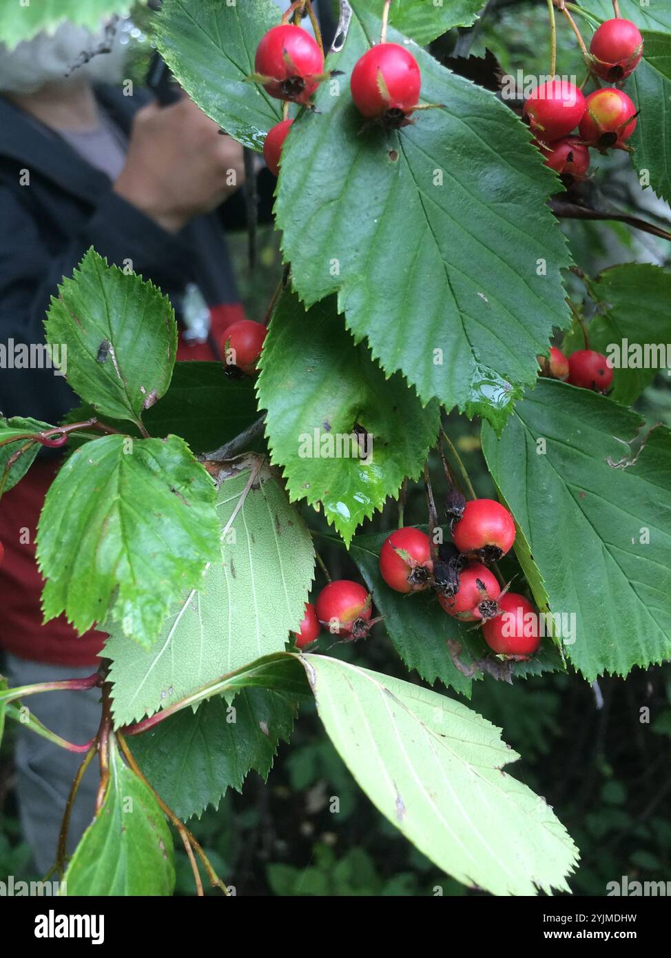 Large-thorn hawthorn (Crataegus macracantha Stock Photo - Alamy