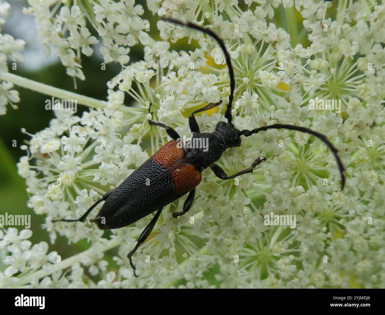 Red-shouldered Pine Borer (Stictoleptura canadensis Stock Photo - Alamy