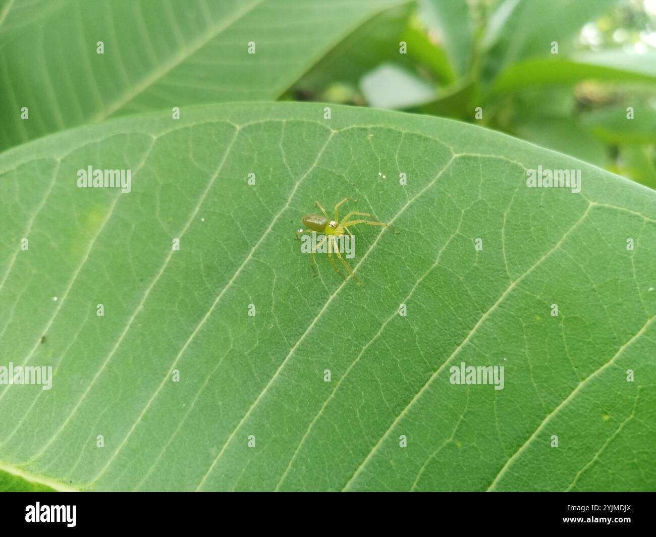 Translucent Green Jumping Spiders (Lyssomanes Stock Photo - Alamy