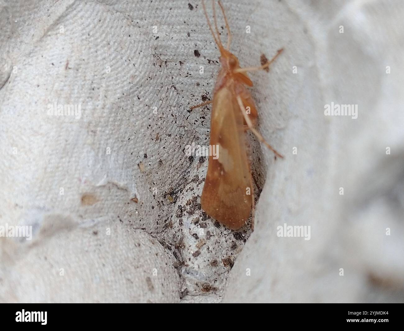 Diamond Northern Caddisfly (Limnephilus rhombicus Stock Photo - Alamy