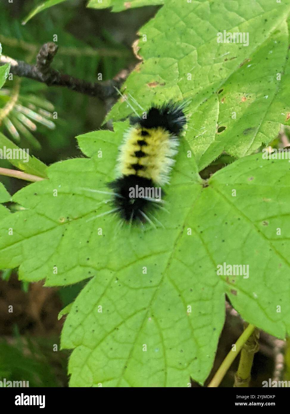 Spotted Tussock Moth (Lophocampa maculata Stock Photo - Alamy
