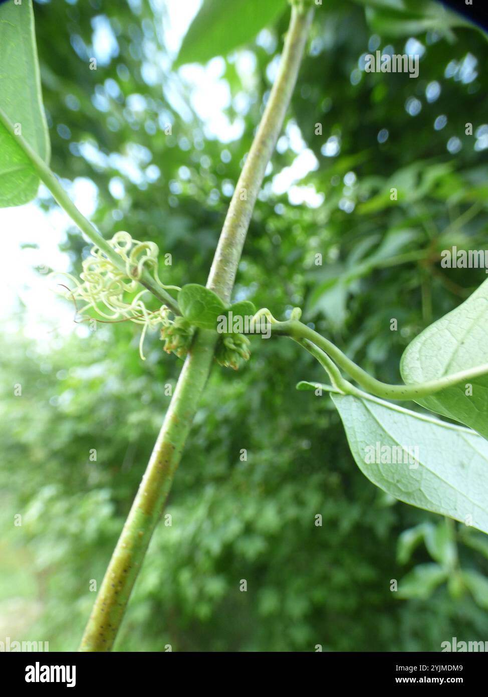 cross vine (Bignonia capreolata Stock Photo - Alamy
