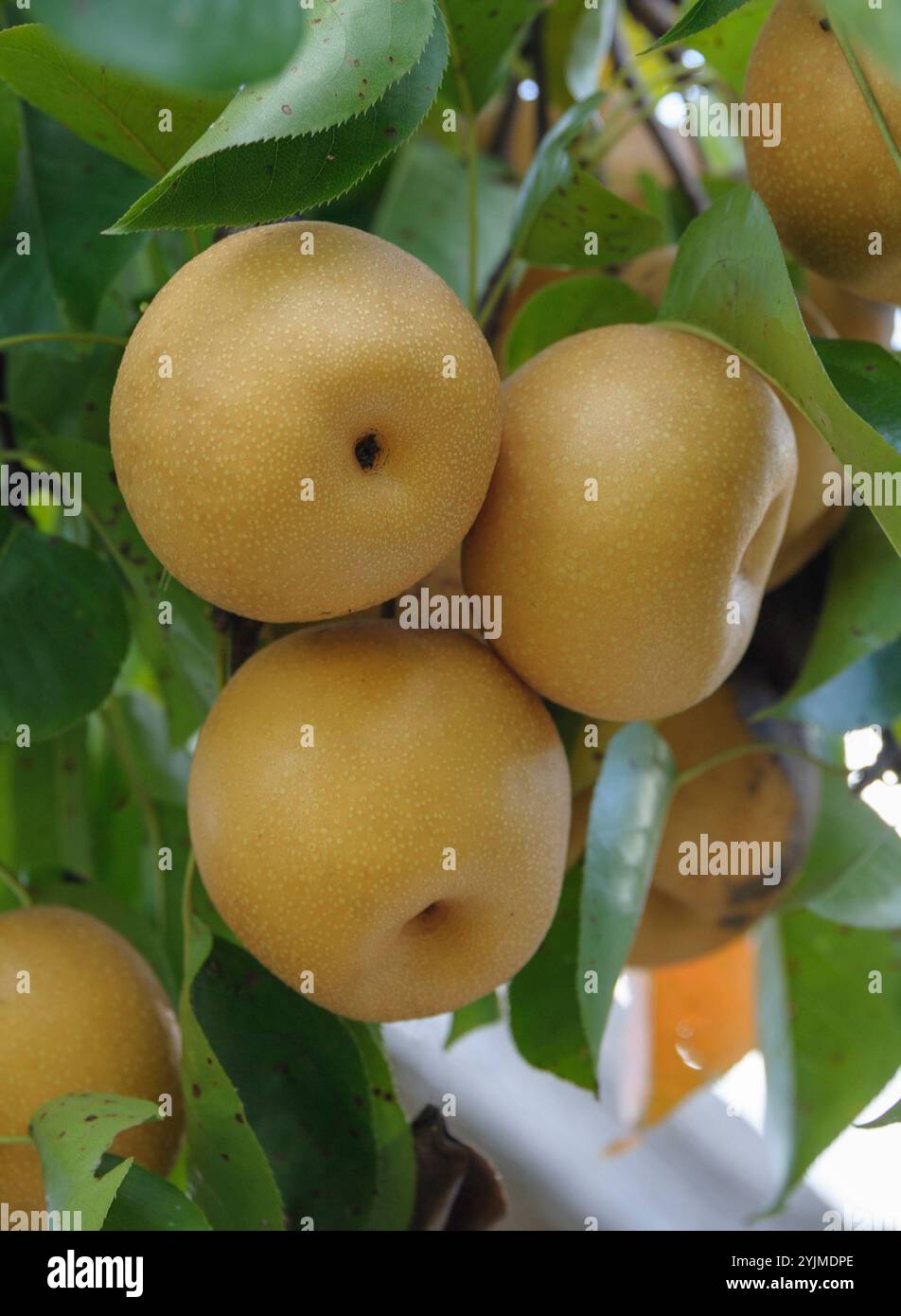 Nashi-Birne, Pyrus pyrifolia Hosui,, Nashi pear Stock Photo - Alamy