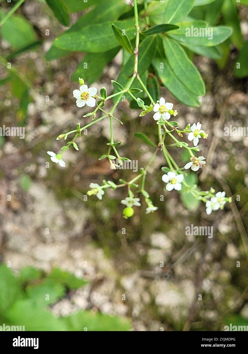 flowering spurge (Euphorbia corollata Stock Photo - Alamy