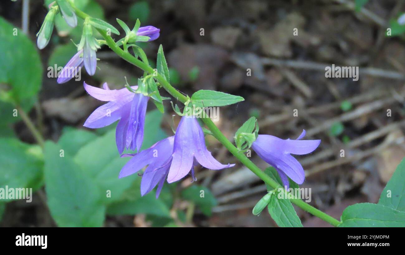 Creeping Bellflower (Campanula rapunculoides Stock Photo - Alamy