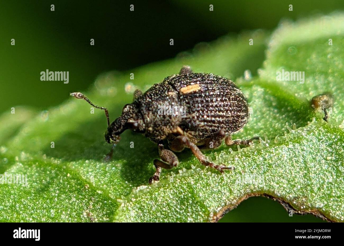 Rhinoncus hi-res stock photography and images - Alamy
