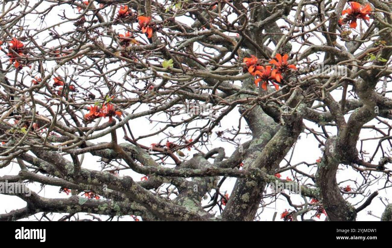 South African Coral Tree (Erythrina caffra Stock Photo - Alamy