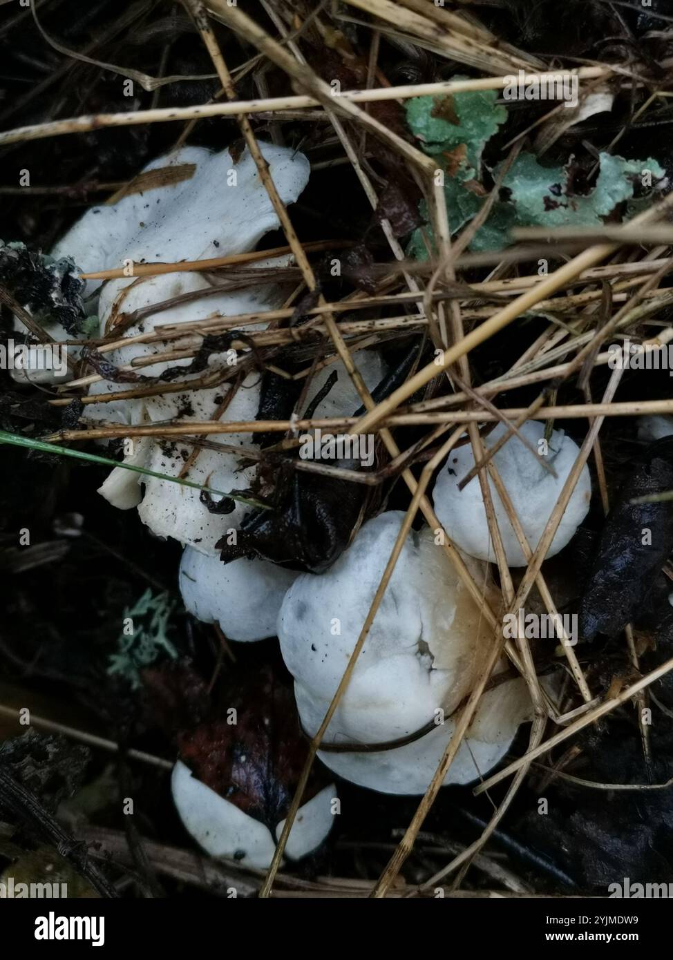 Fragrant Funnel (Clitocybe fragrans Stock Photo - Alamy