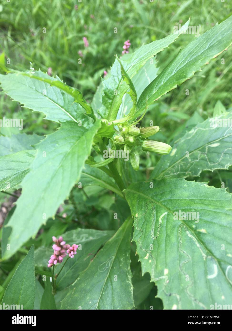 American burnweed hi-res stock photography and images - Alamy