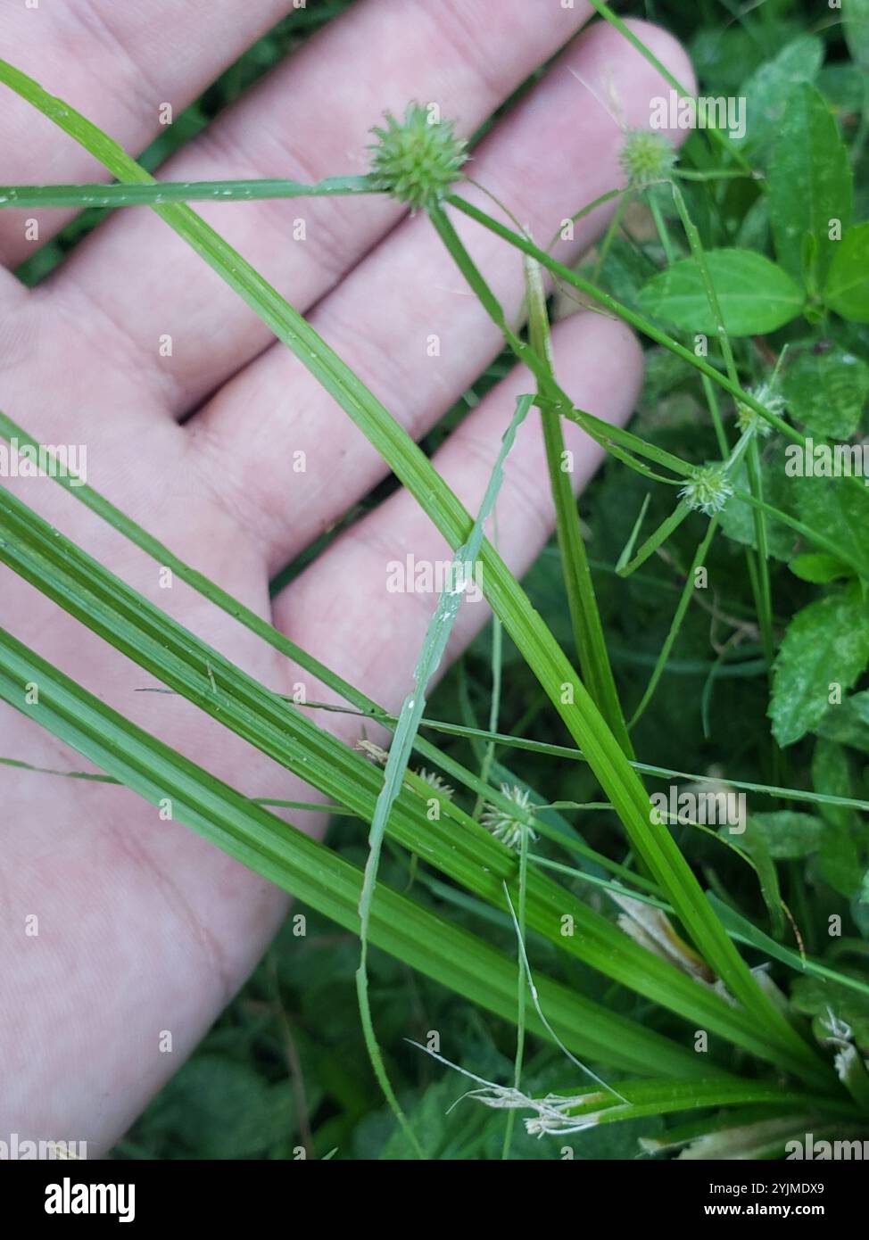Shortleaf Spikesedge (Cyperus brevifolius Stock Photo - Alamy