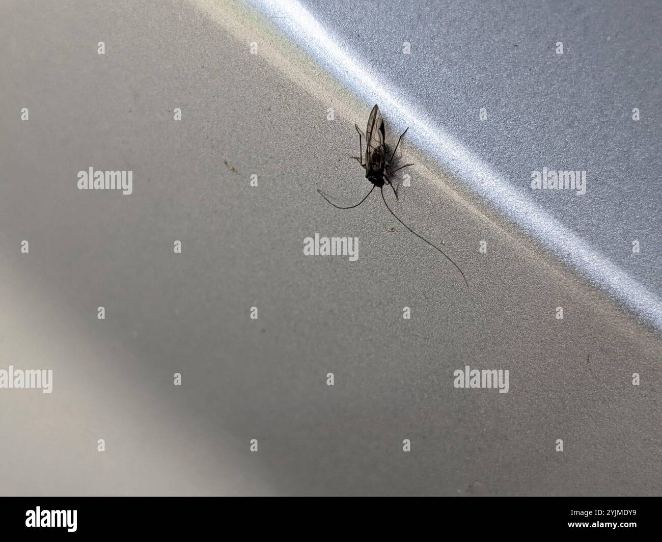 Common Barklice (Psocidae Stock Photo - Alamy