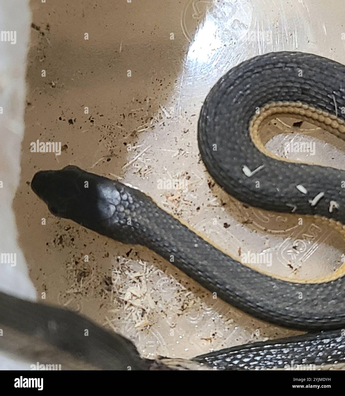 Grahams crawfish snake hi-res stock photography and images - Alamy