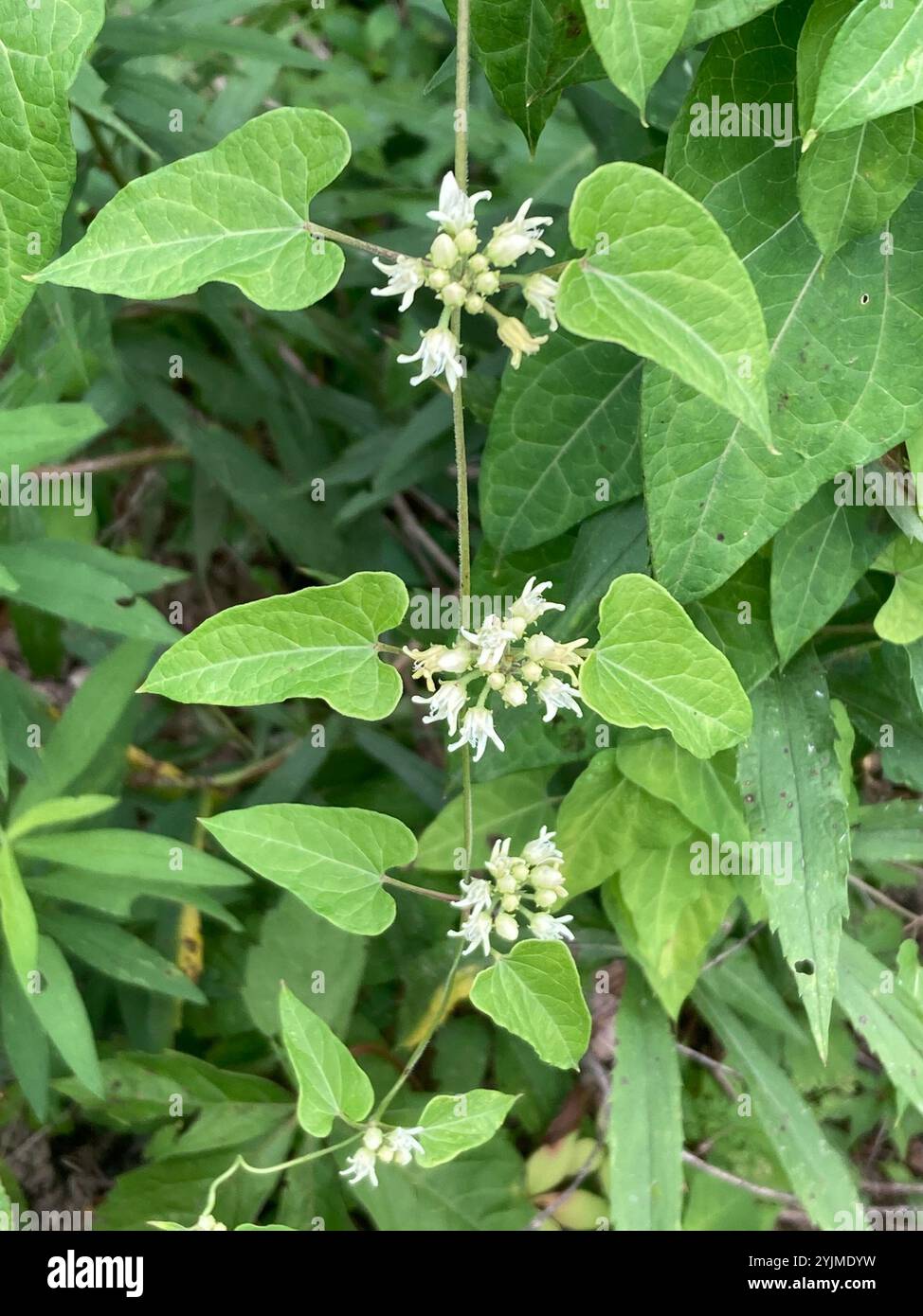 honey-vine climbing milkweed (Cynanchum laeve Stock Photo - Alamy