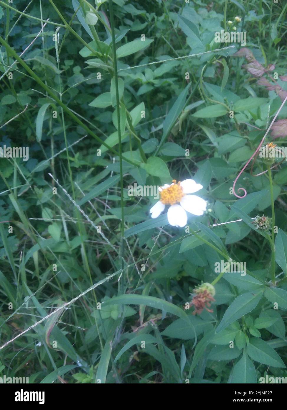 White beggarticks (Bidens alba Stock Photo - Alamy
