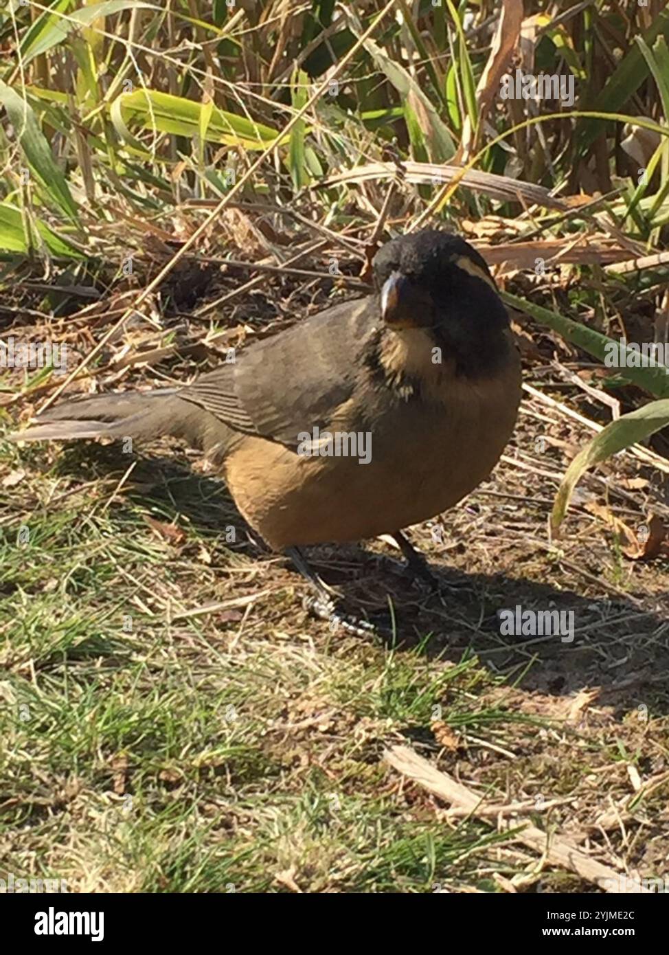 Golden-billed Saltator (Saltator aurantiirostris Stock Photo - Alamy