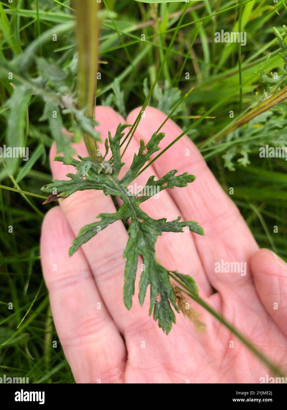 Hoary Ragwort (Jacobaea erucifolia Stock Photo - Alamy