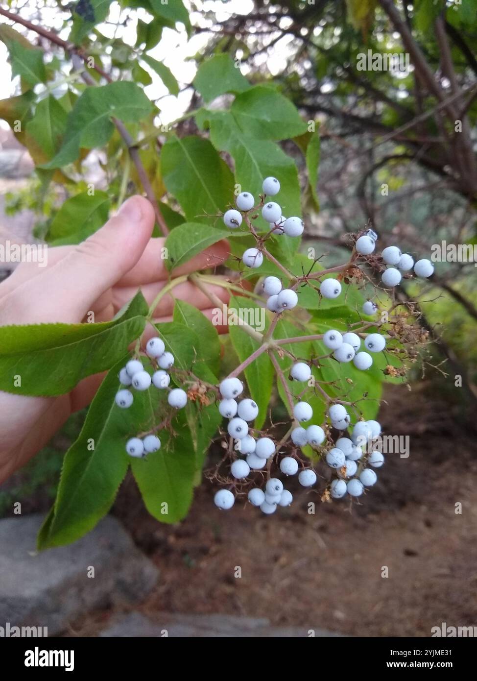 blue elder (Sambucus cerulea Stock Photo - Alamy