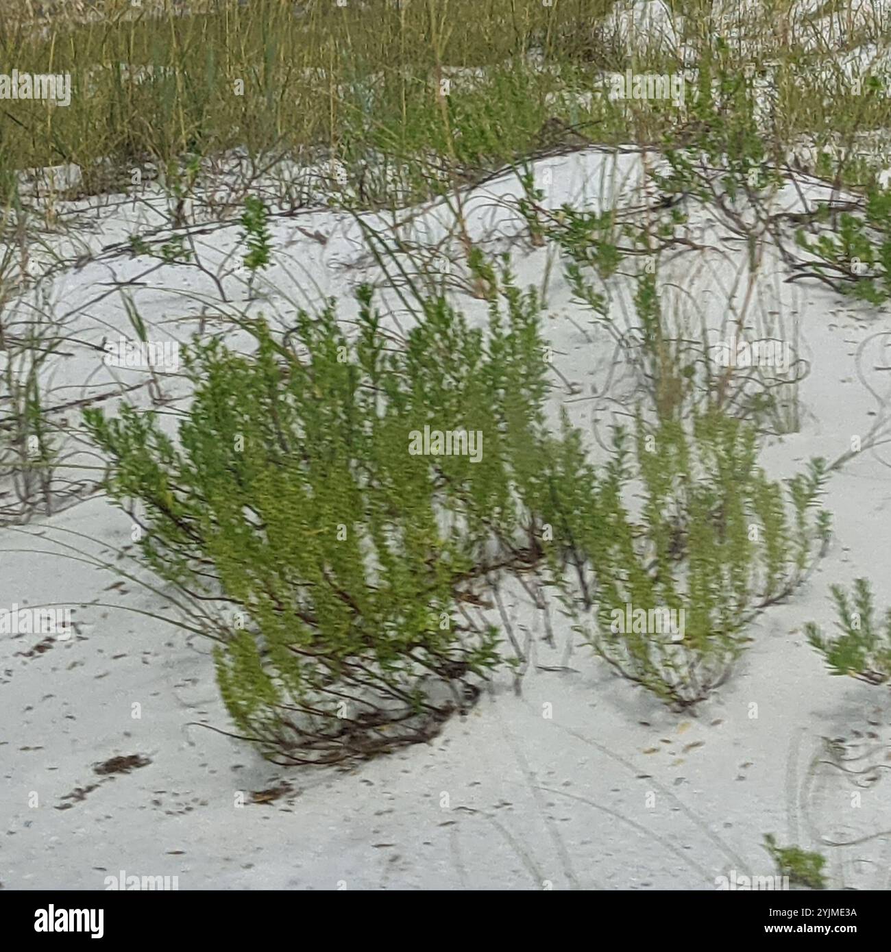 Dune Marsh-elder (Iva imbricata Stock Photo - Alamy