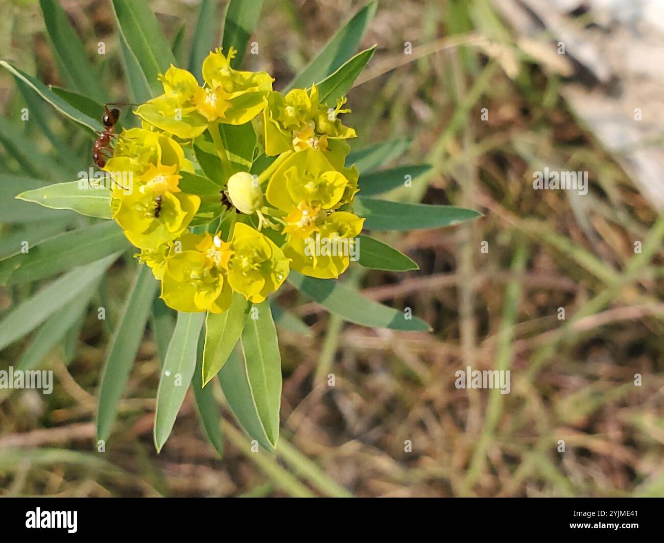 leafy spurge (Euphorbia esula Stock Photo - Alamy