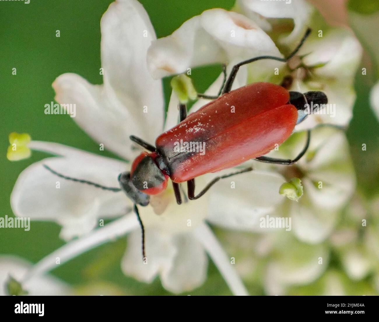 Red Malachite Beetle (Anthocomus rufus Stock Photo - Alamy