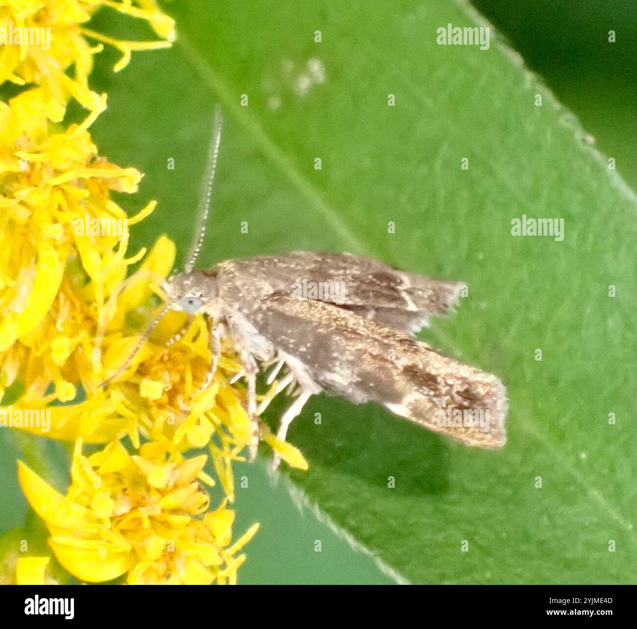 Common Nettle-tap (Anthophila fabriciana Stock Photo - Alamy