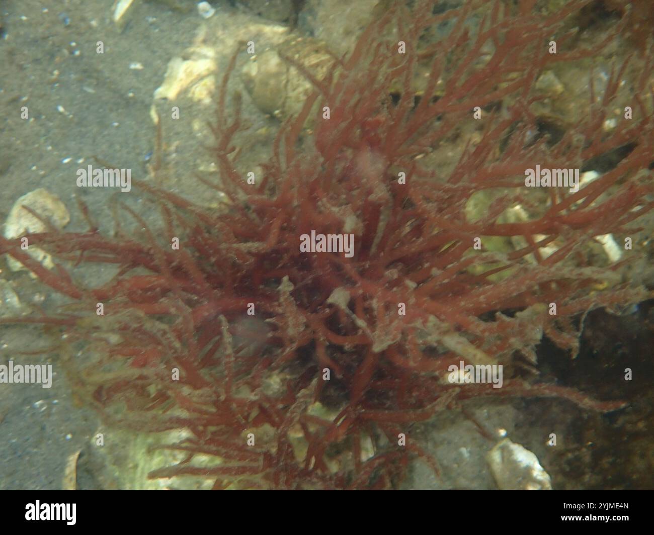 red algae (Rhodophyta Stock Photo - Alamy