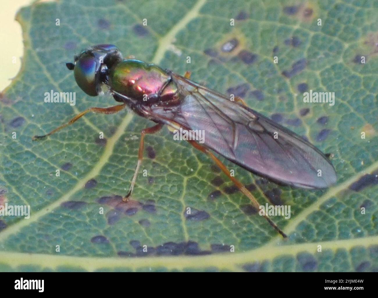 Yellow-legged Centurion Fly (Sargus flavipes Stock Photo - Alamy