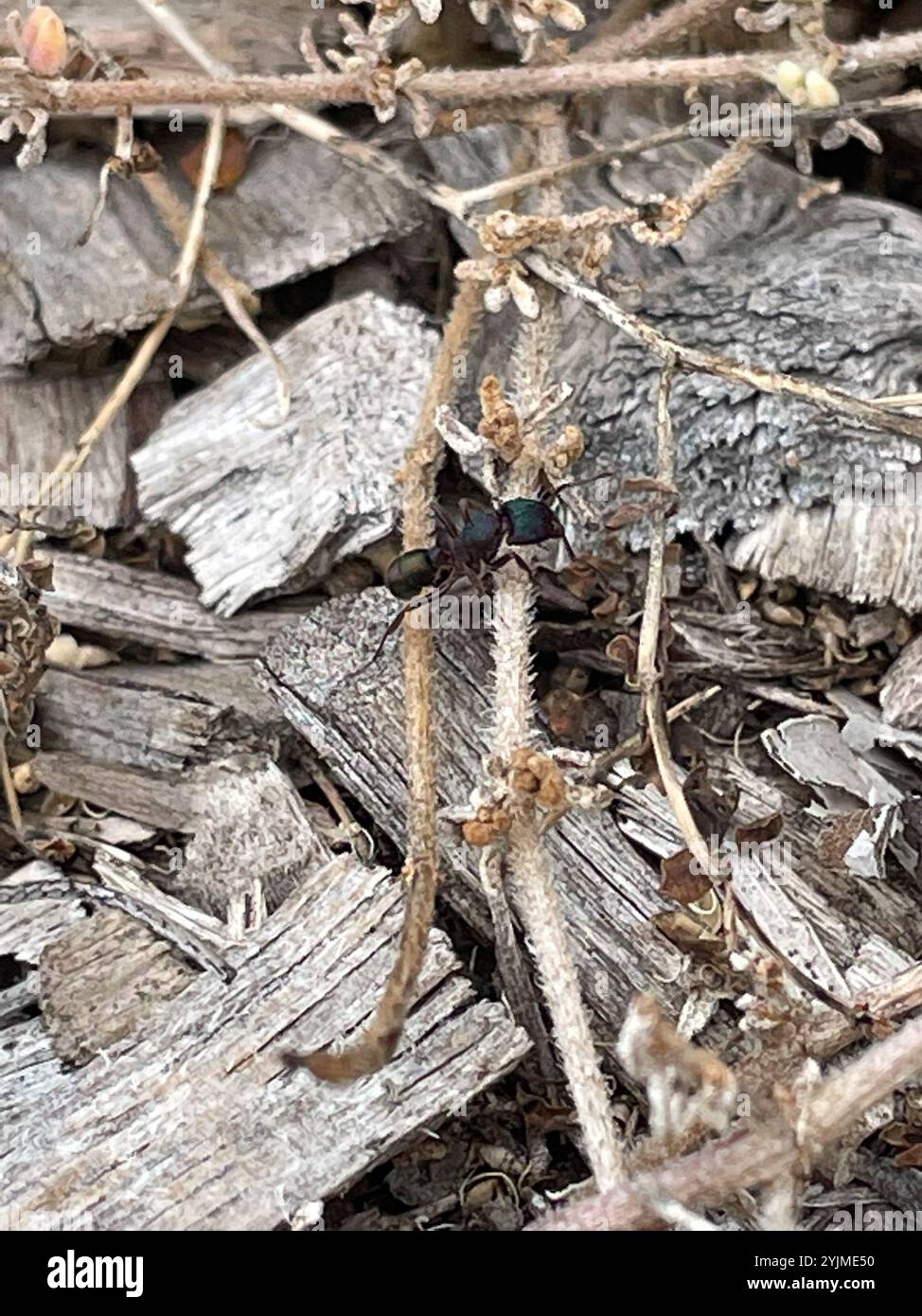 Pony Ants (Rhytidoponera Stock Photo - Alamy