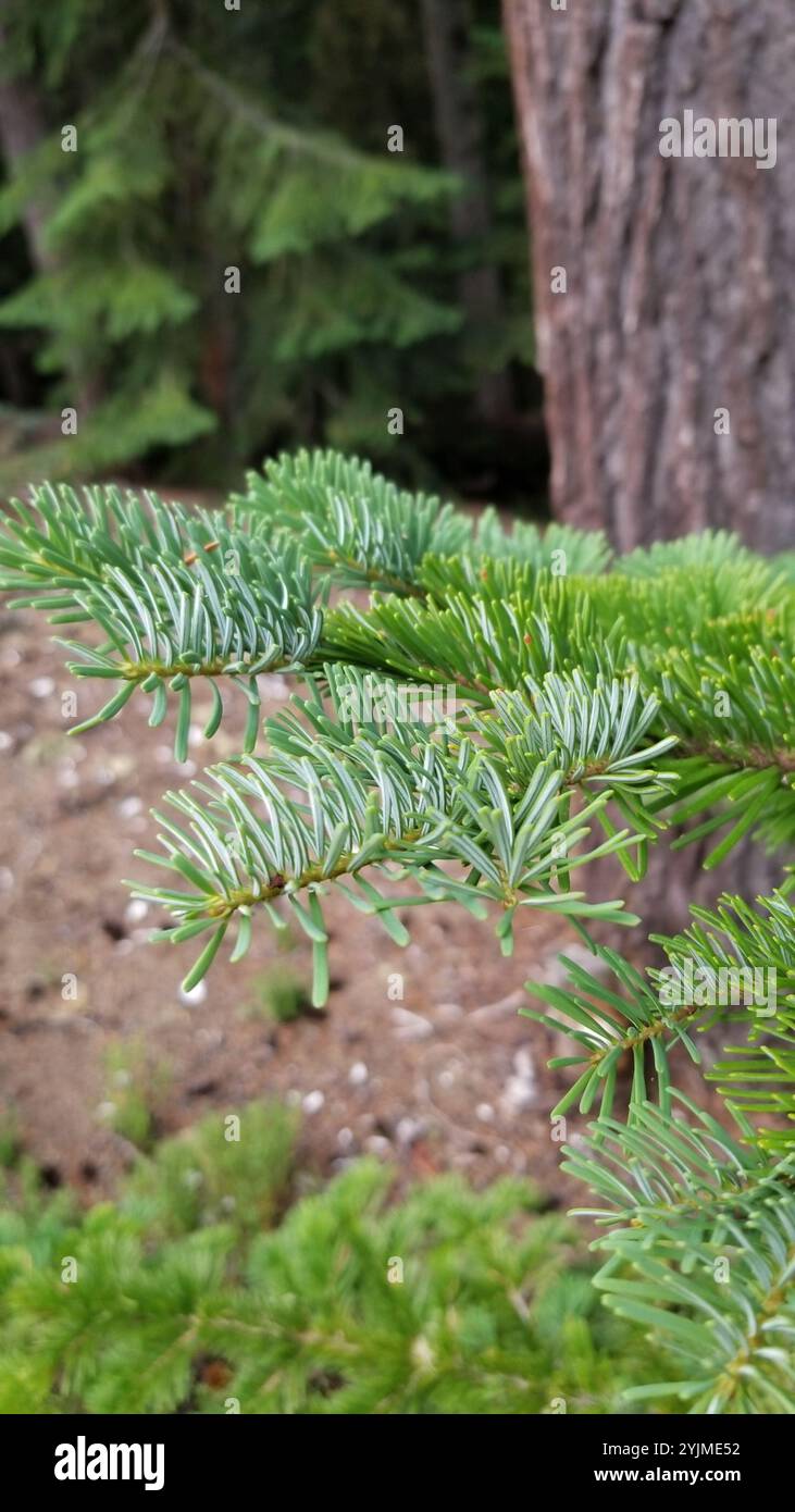 Pacific silver fir (Abies amabilis Stock Photo - Alamy
