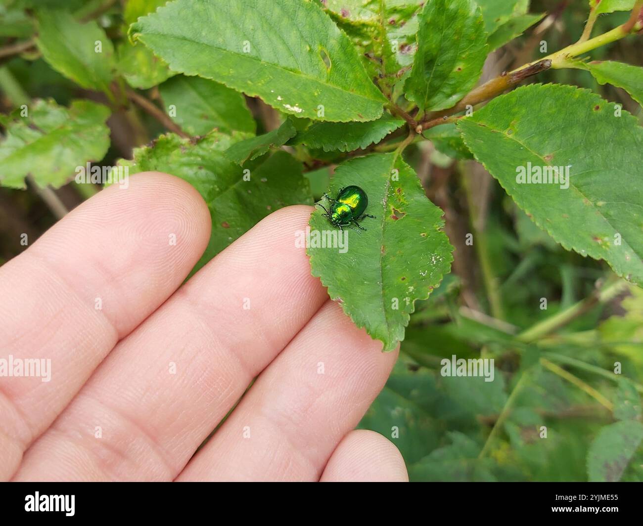 Mint Leaf beetle (Chrysolina herbacea Stock Photo - Alamy