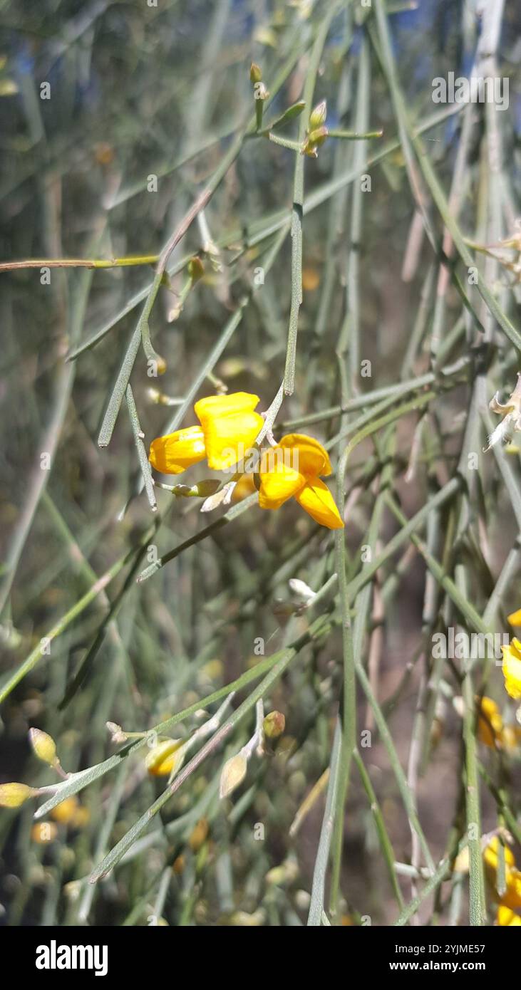 winged broom-pea (Jacksonia scoparia Stock Photo - Alamy