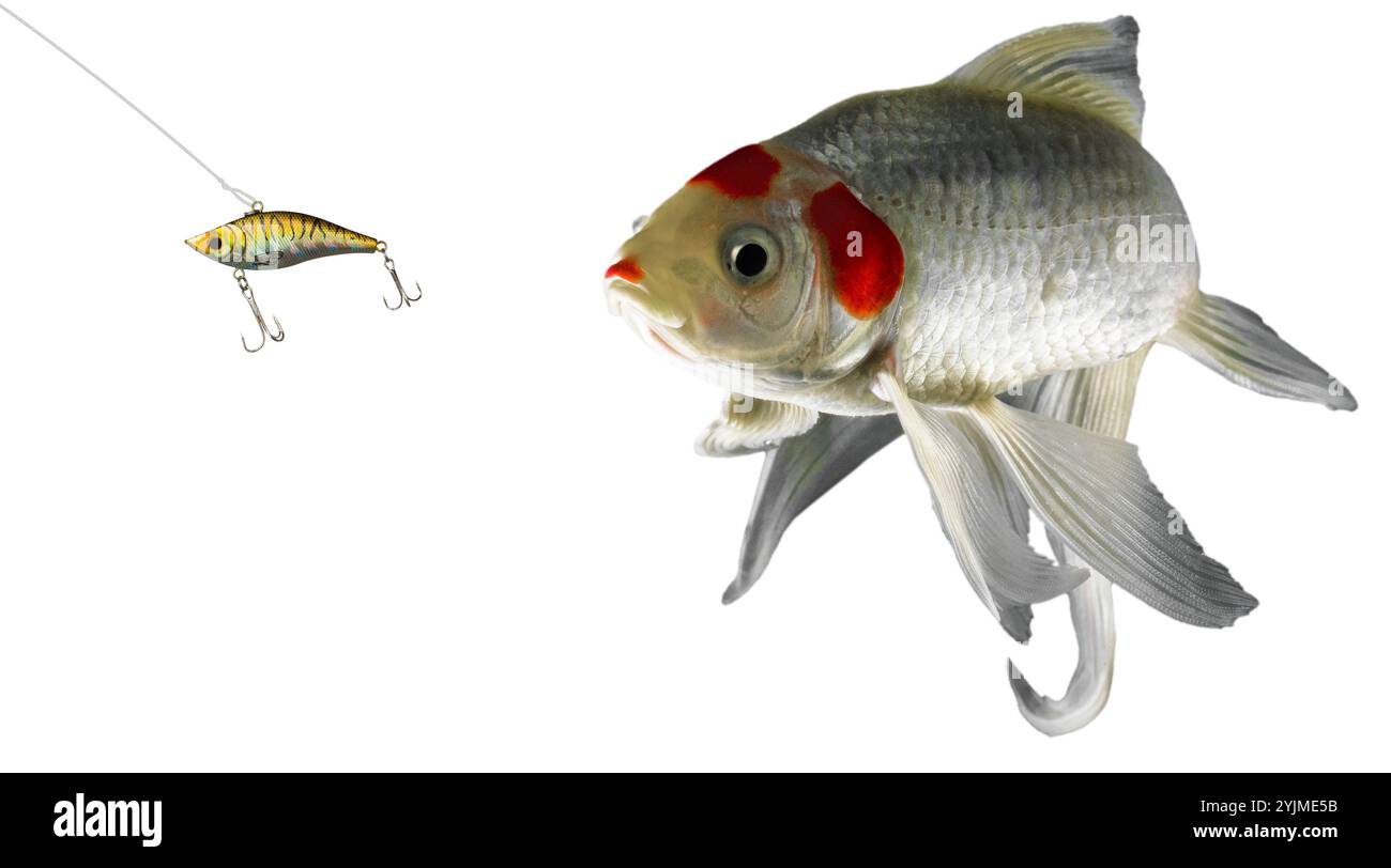 Large white fish about to be duped by a phishing Internet scam by being ...