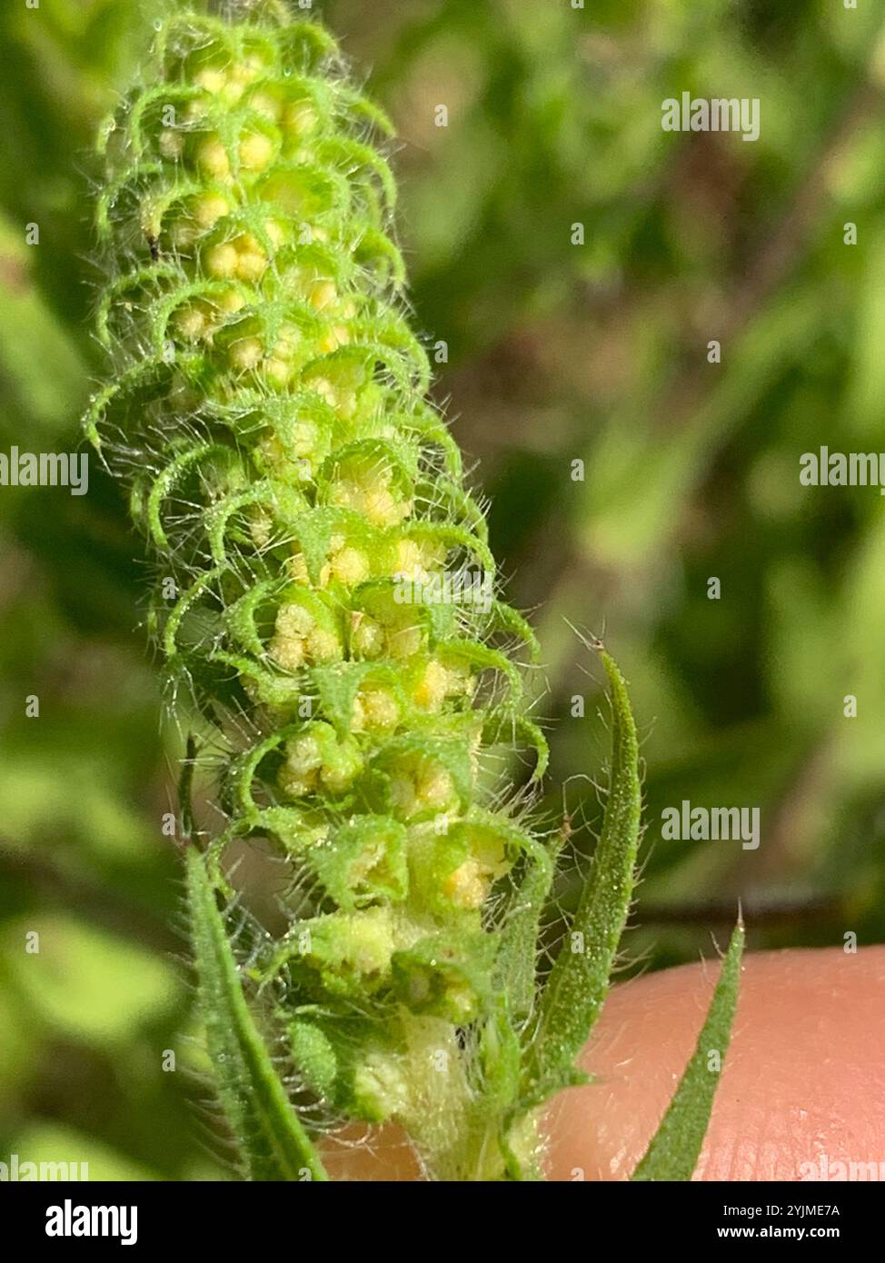 lanceleaf ragweed (Ambrosia bidentata Stock Photo - Alamy